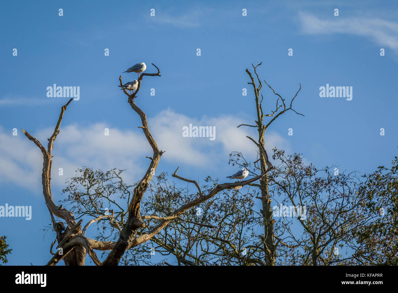 Common Terns in a tree at Bradgate Park. Blue sky with white fluffy ...
