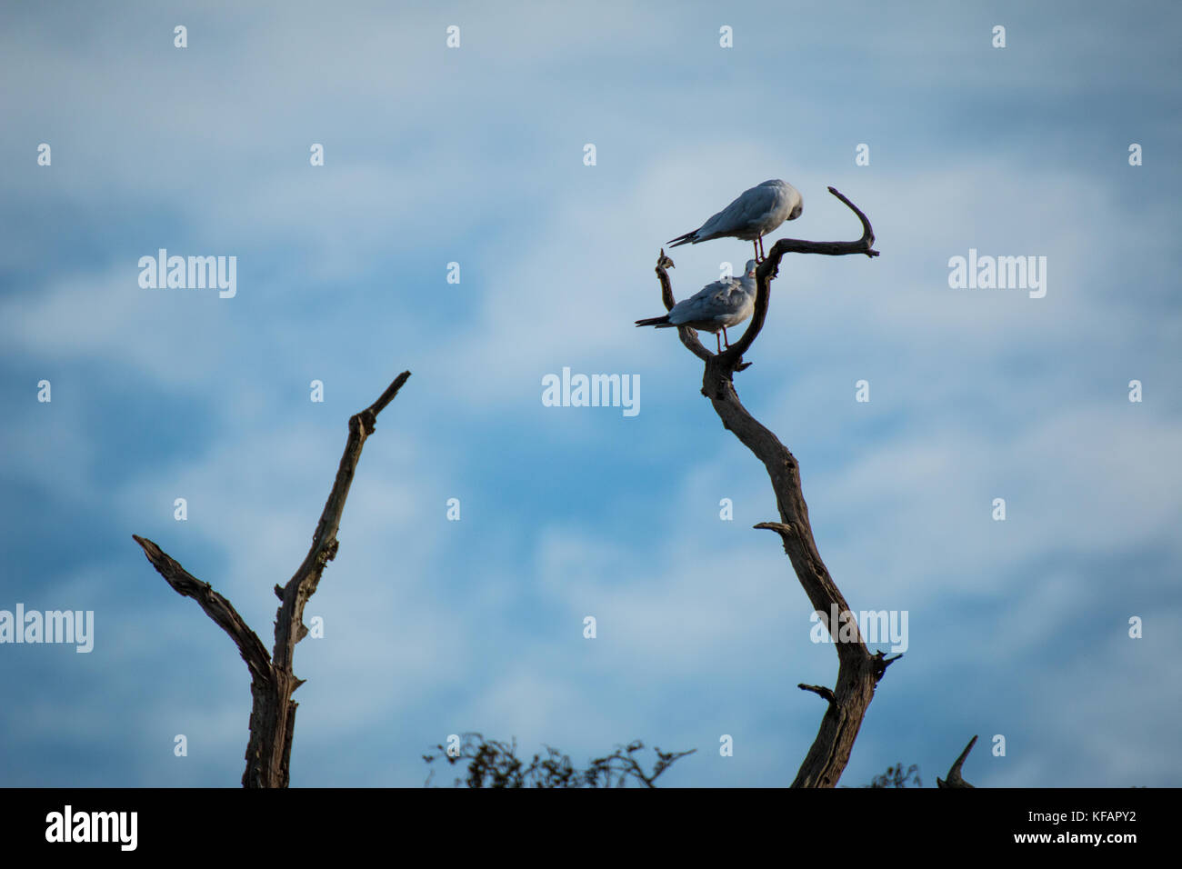 Common Terns in a tree at Bradgate Park. Blue sky with white fluffy ...