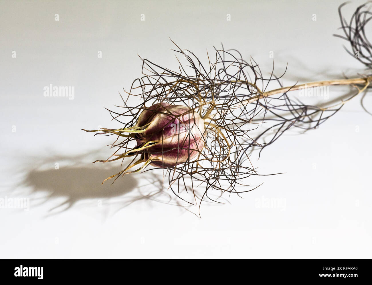 Seed shadow hi-res stock photography and images - Alamy