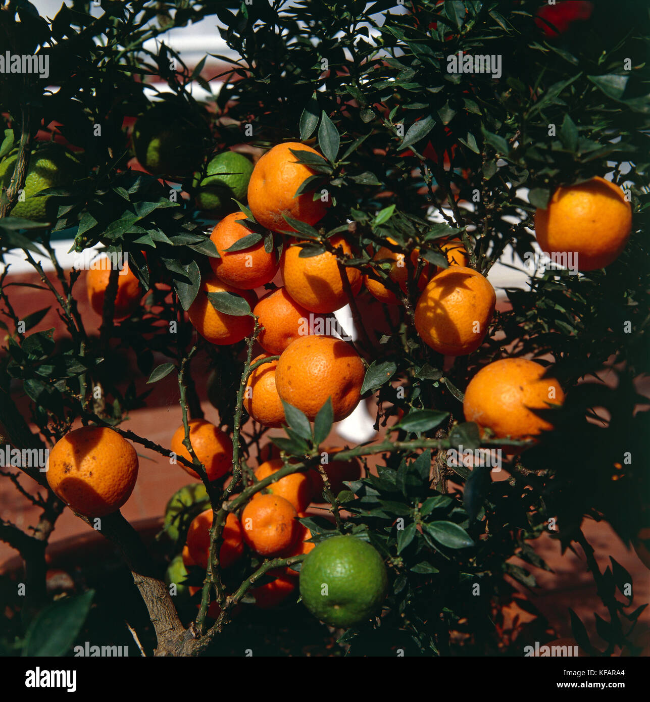 BOTANY, Rutaceae Chinotto CITRUS myrtifolia Stock Photo - Alamy