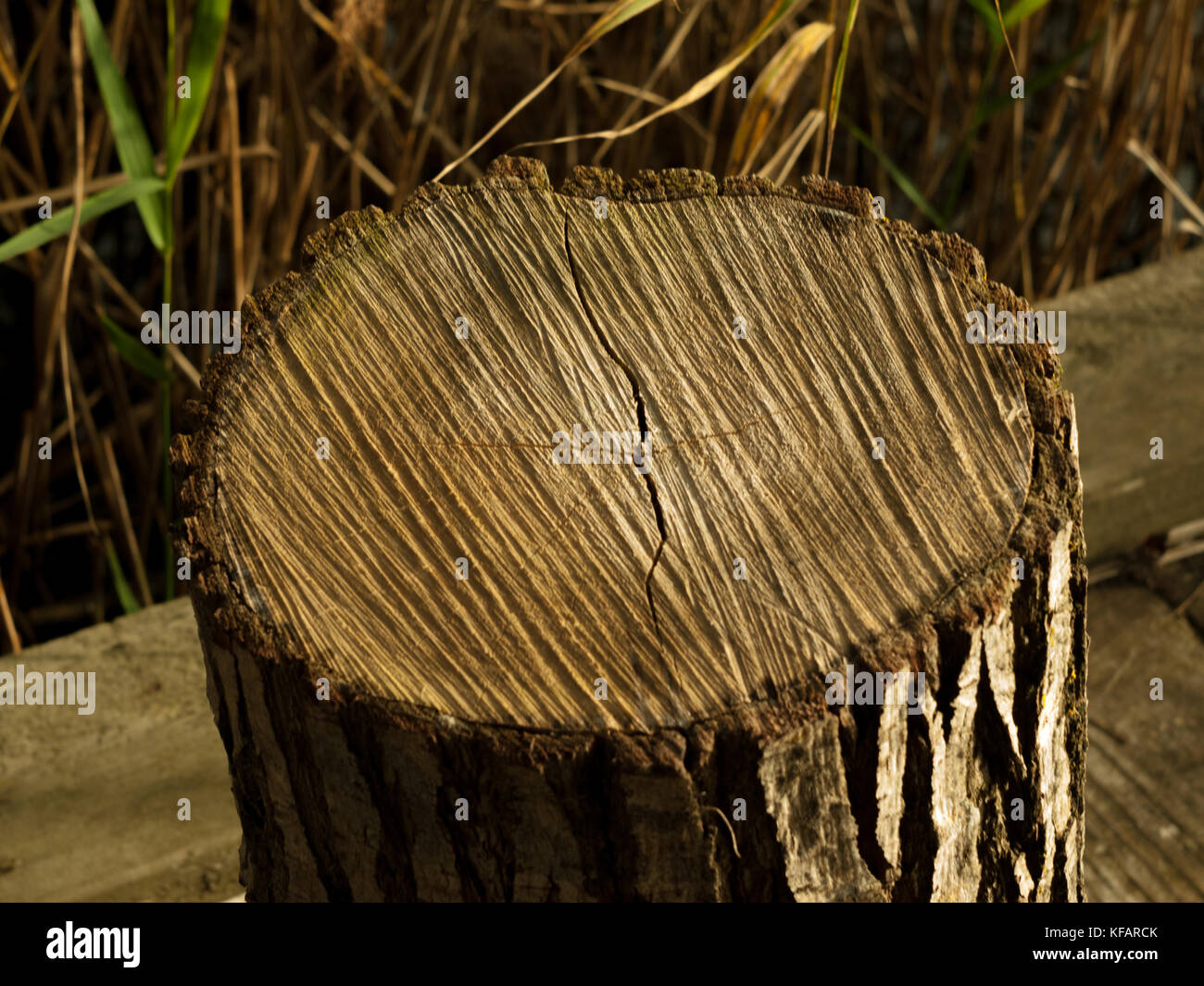 top of cut down wooden stump section close up; essex; england; uk Stock ...