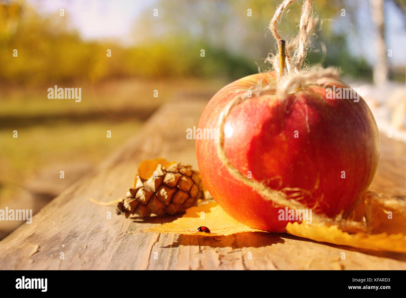 Red apple, black unusual ladybug, string and cone still life with ...