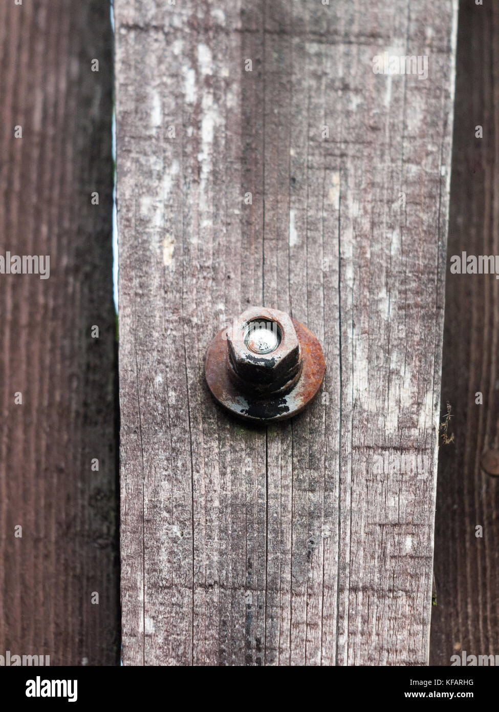 close up of old rusty screw head on rustic wooden fence; essex; england ...