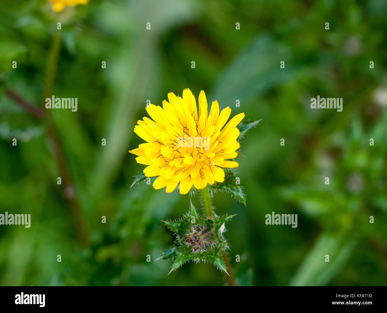 beautiful close up of full bloom yellow dandelion flower head in grass ...