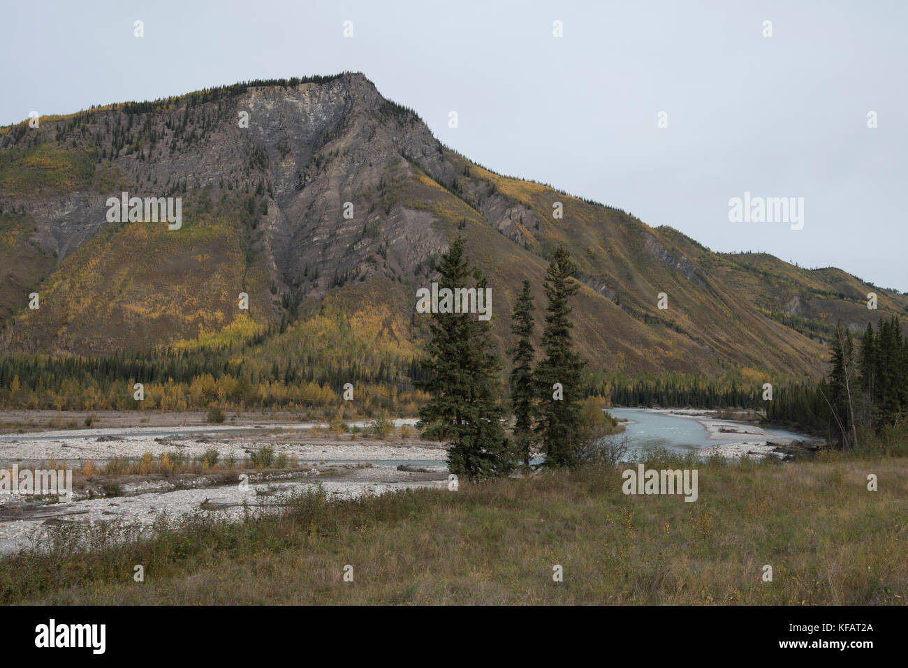Boreal forest, fall color, fall, autumn, Yukon, Canada Stock Photo - Alamy