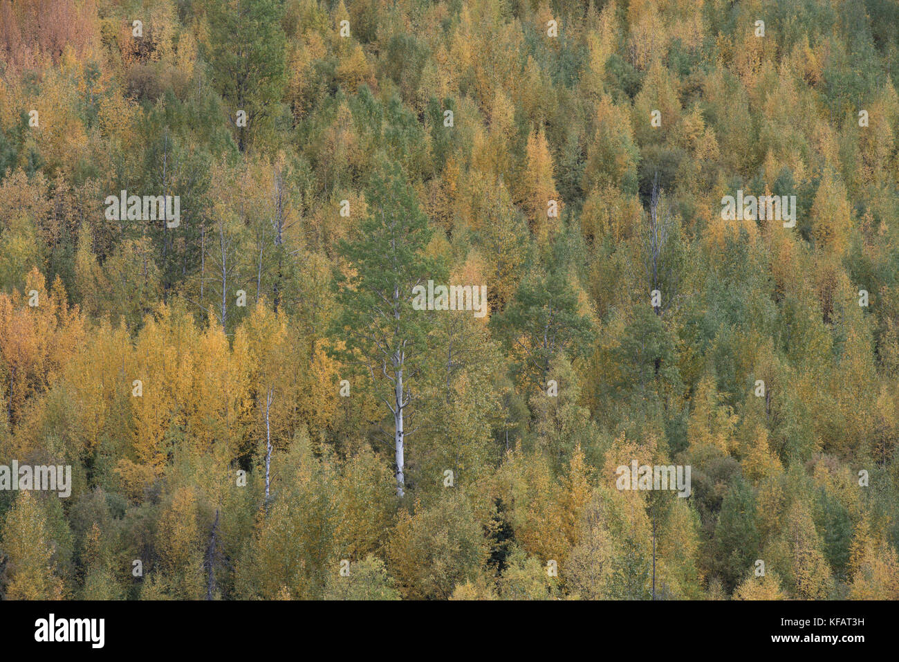 Boreal forest, fall color, fall, autumn, Yukon, Canada Stock Photo - Alamy