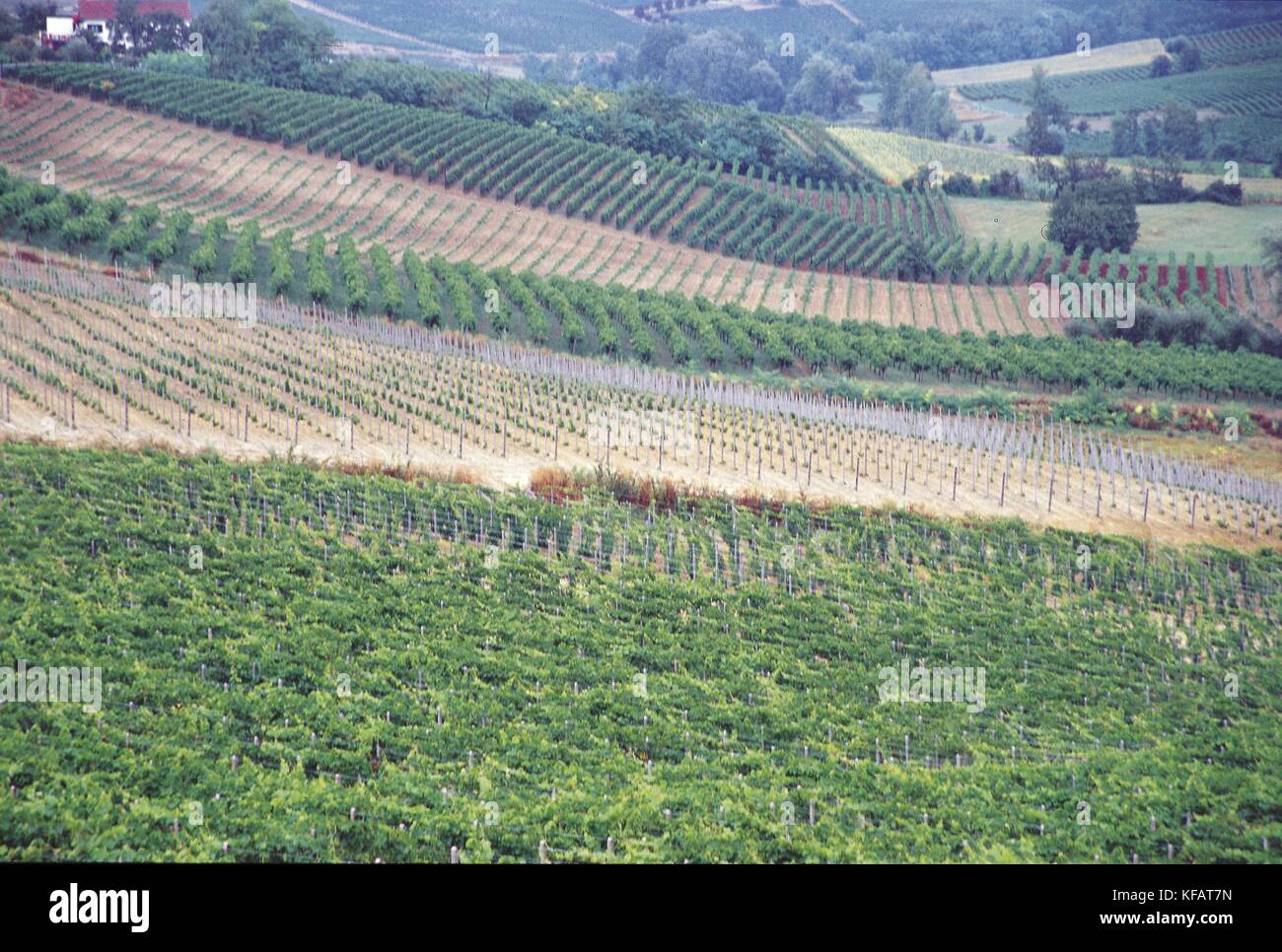Italy, Piedmont region, Nizza Monferrato (Asti province). Vineyards ...