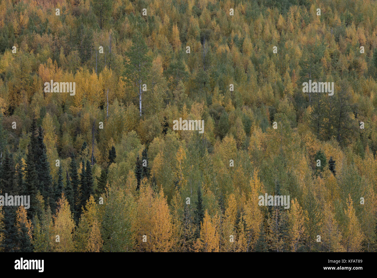 Boreal forest, fall color, fall, autumn, Yukon, Canada Stock Photo - Alamy