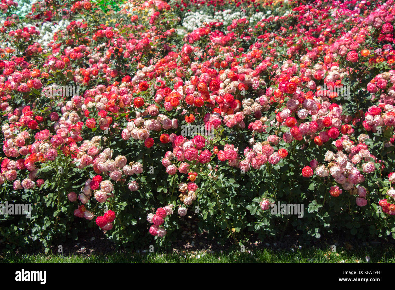 Blooming beautiful colorful roses in the garden background Stock Photo ...