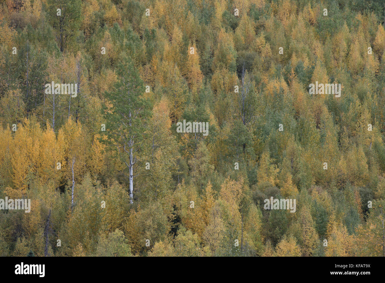 Boreal forest, fall color, fall, autumn, Yukon, Canada Stock Photo - Alamy