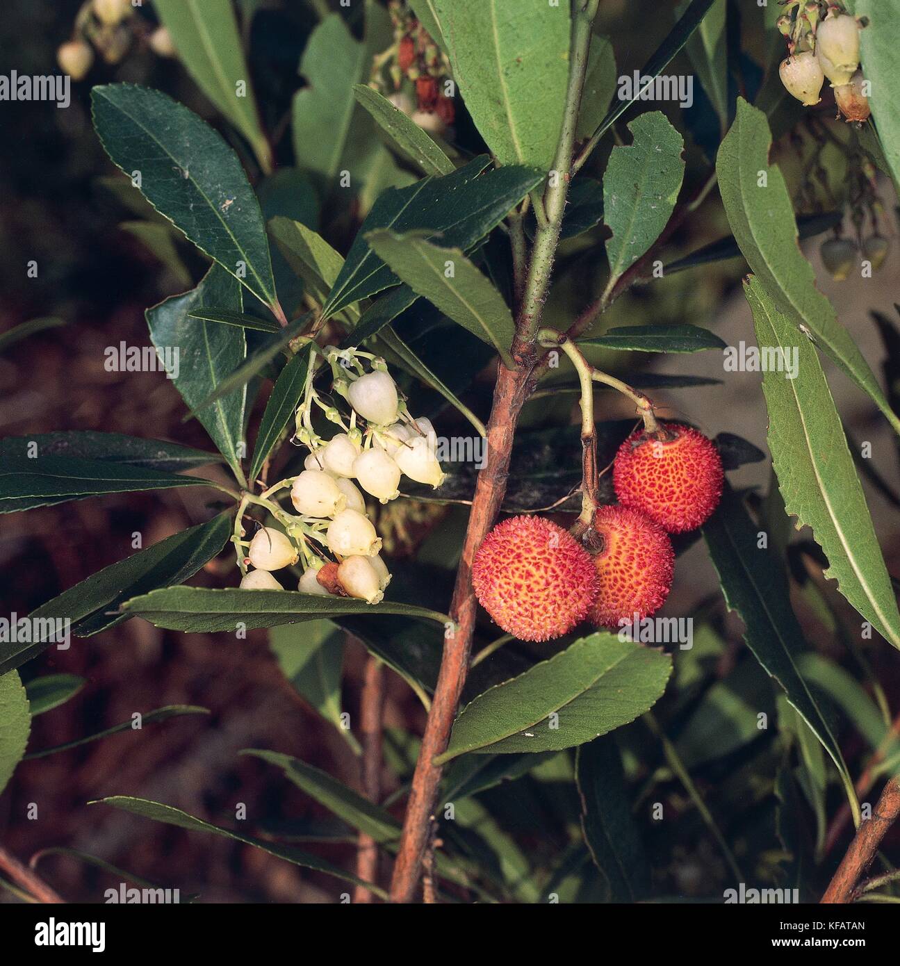 Corbezzolo hi-res stock photography and images - Alamy