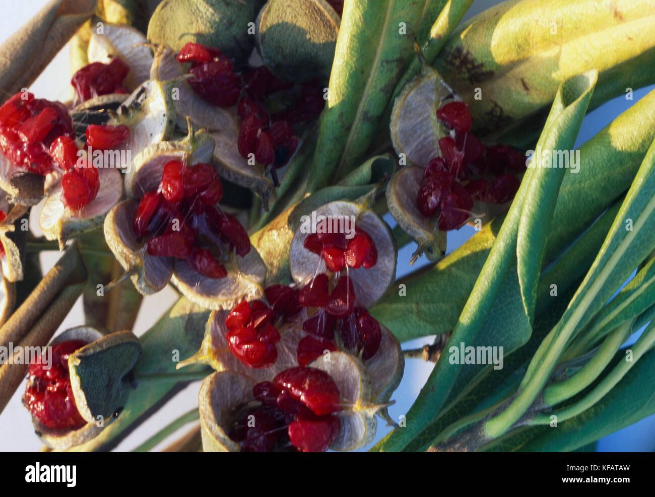 Pittosporum pittosporum sp hi-res stock photography and images - Alamy