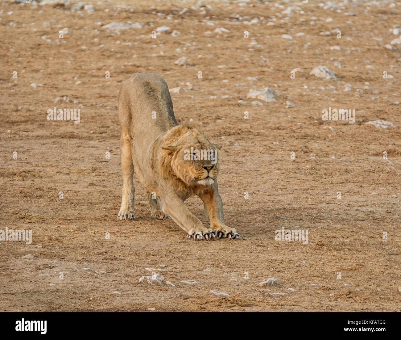Lions stretch hi-res stock photography and images - Alamy