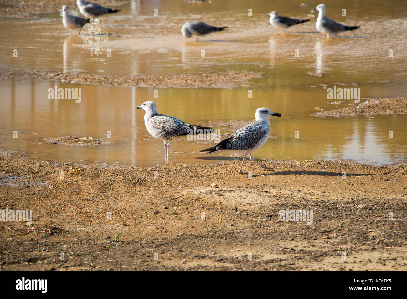 Seagulls on rest on ground with muddy waters Stock Photo - Alamy