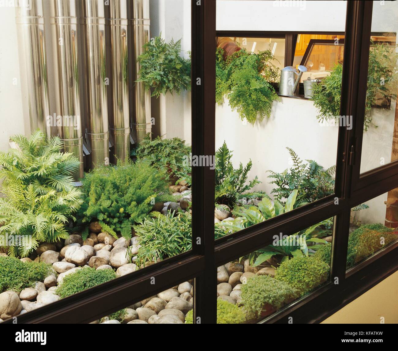 FURNITURE, Cavedio FERN (Adiantum Davalli Maries RADDIANUM ...