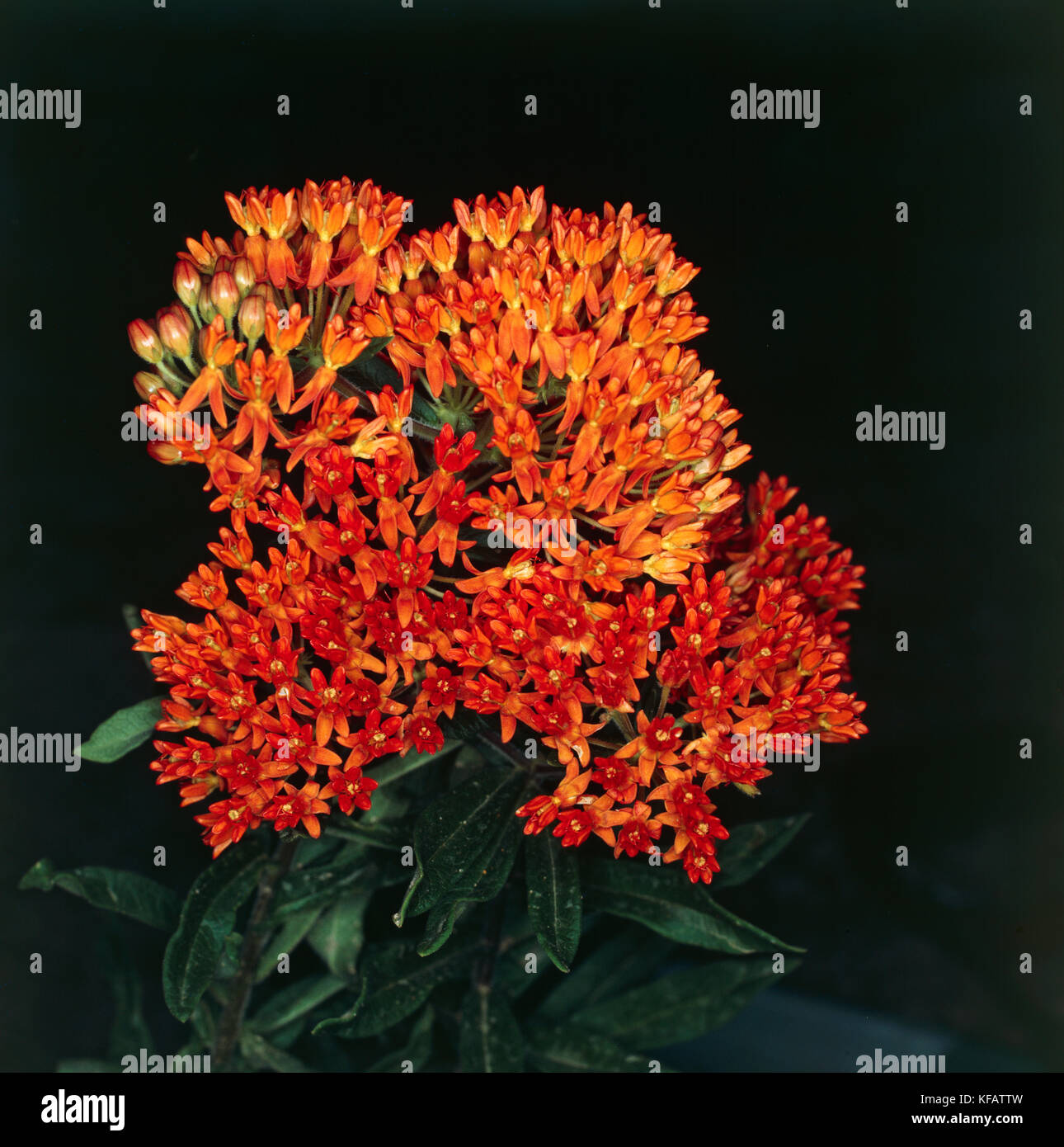 Asclepiads hi-res stock photography and images - Alamy