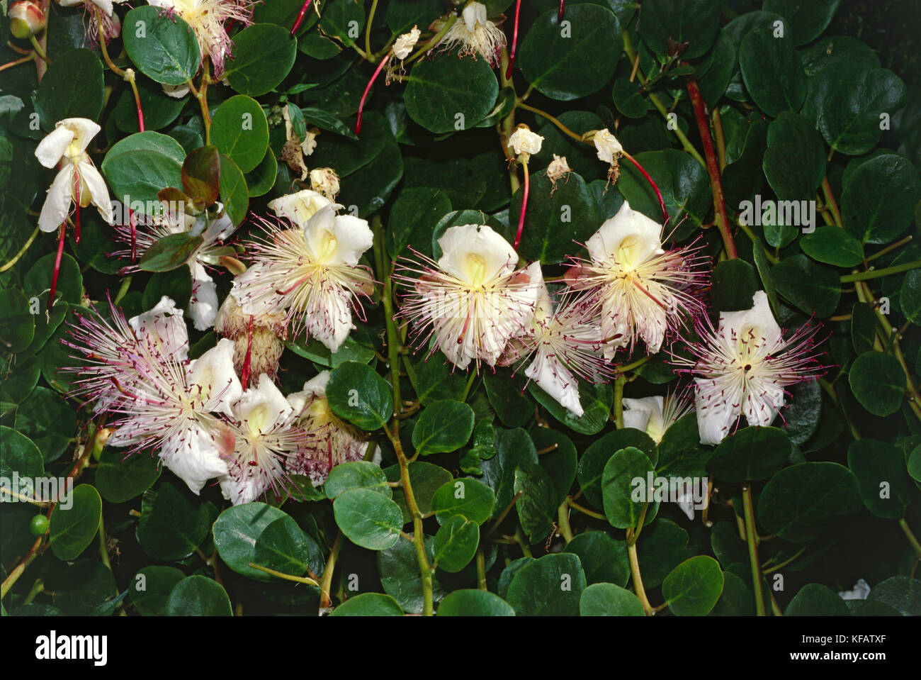 Biology botany hi-res stock photography and images - Alamy