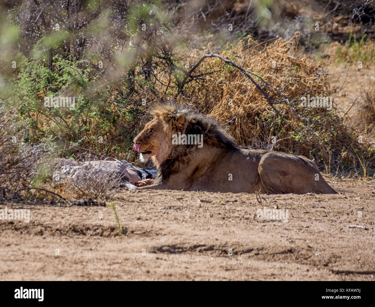 The Lion And The Antelope High Resolution Stock Photography and Images ...