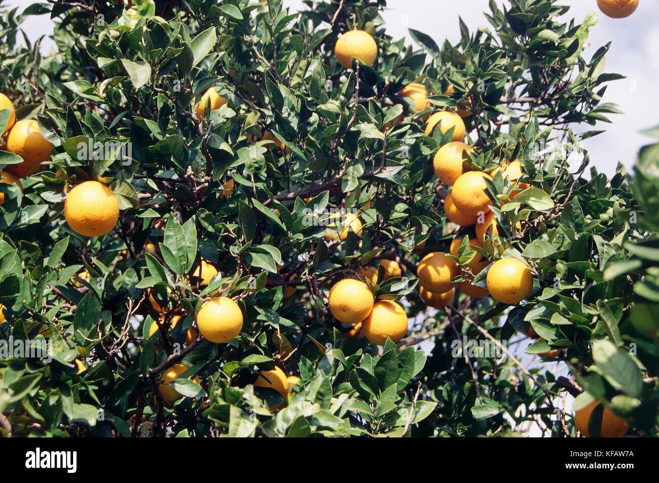 Botany, Trees, Rutaceae, Orange (Citrus sinensis). Tarot fruit ...