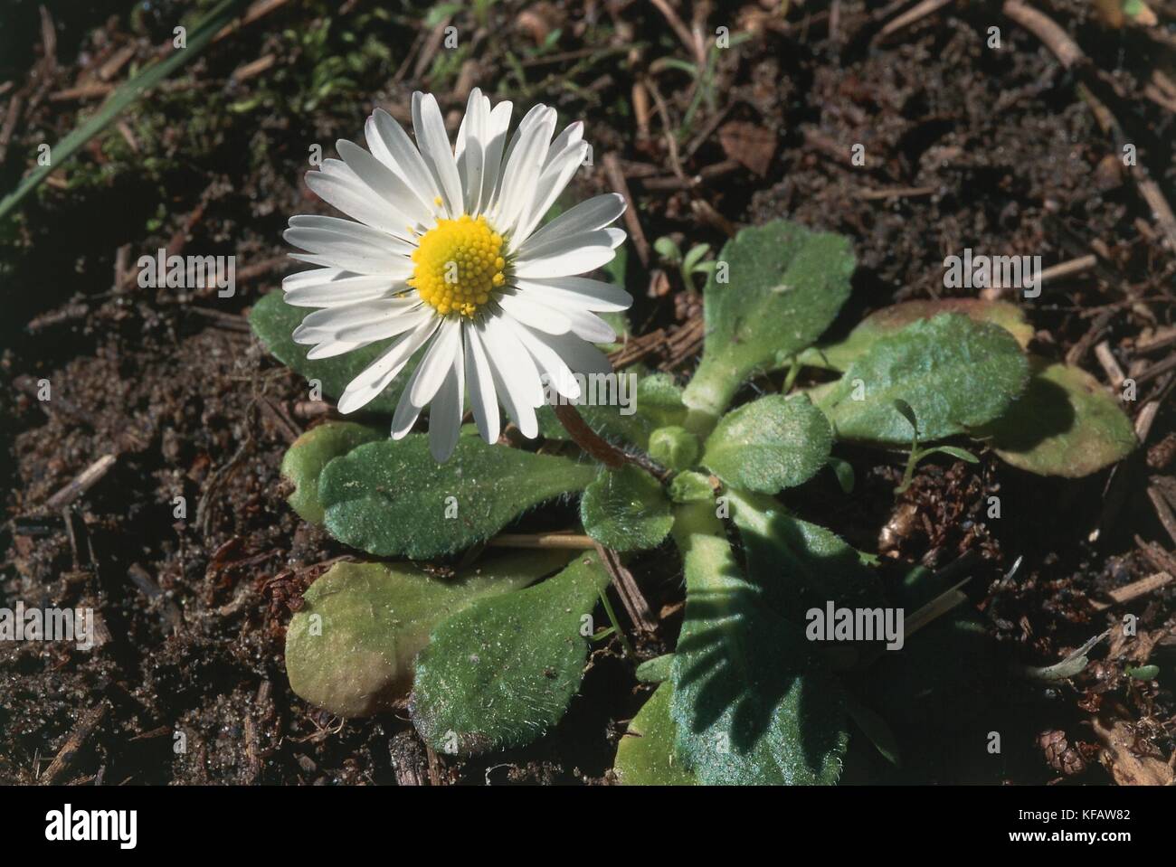Daisy anatomy hi-res stock photography and images - Alamy