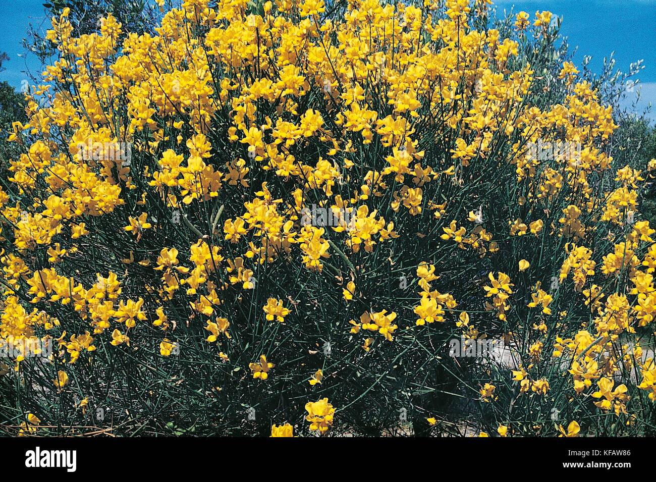 BOTANY, Papilionaceae broom (Spartium junceum Stock Photo - Alamy
