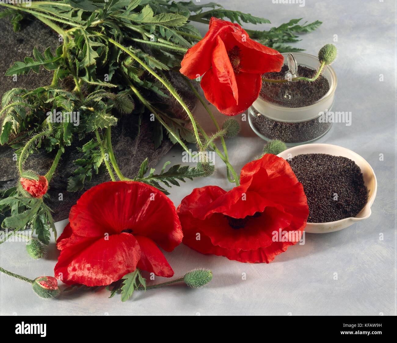 Still Life, Poppy Stock Photo - Alamy