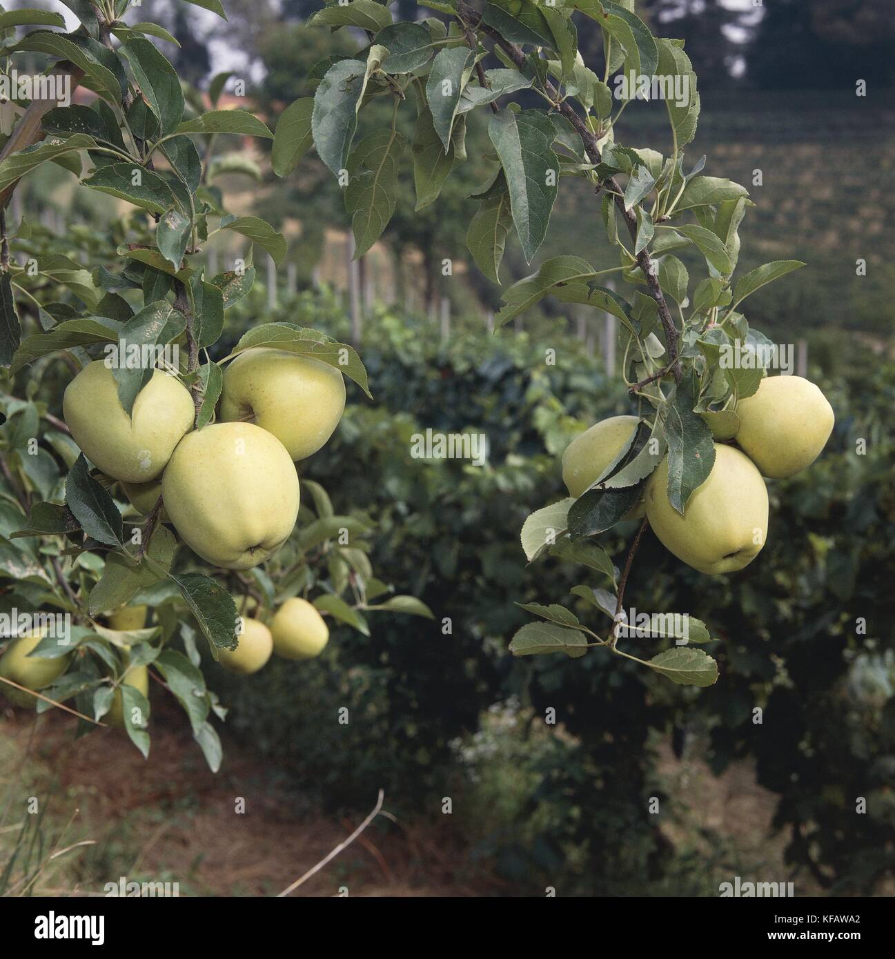 Apple tree branch fruit malus communis hi-res stock photography and ...