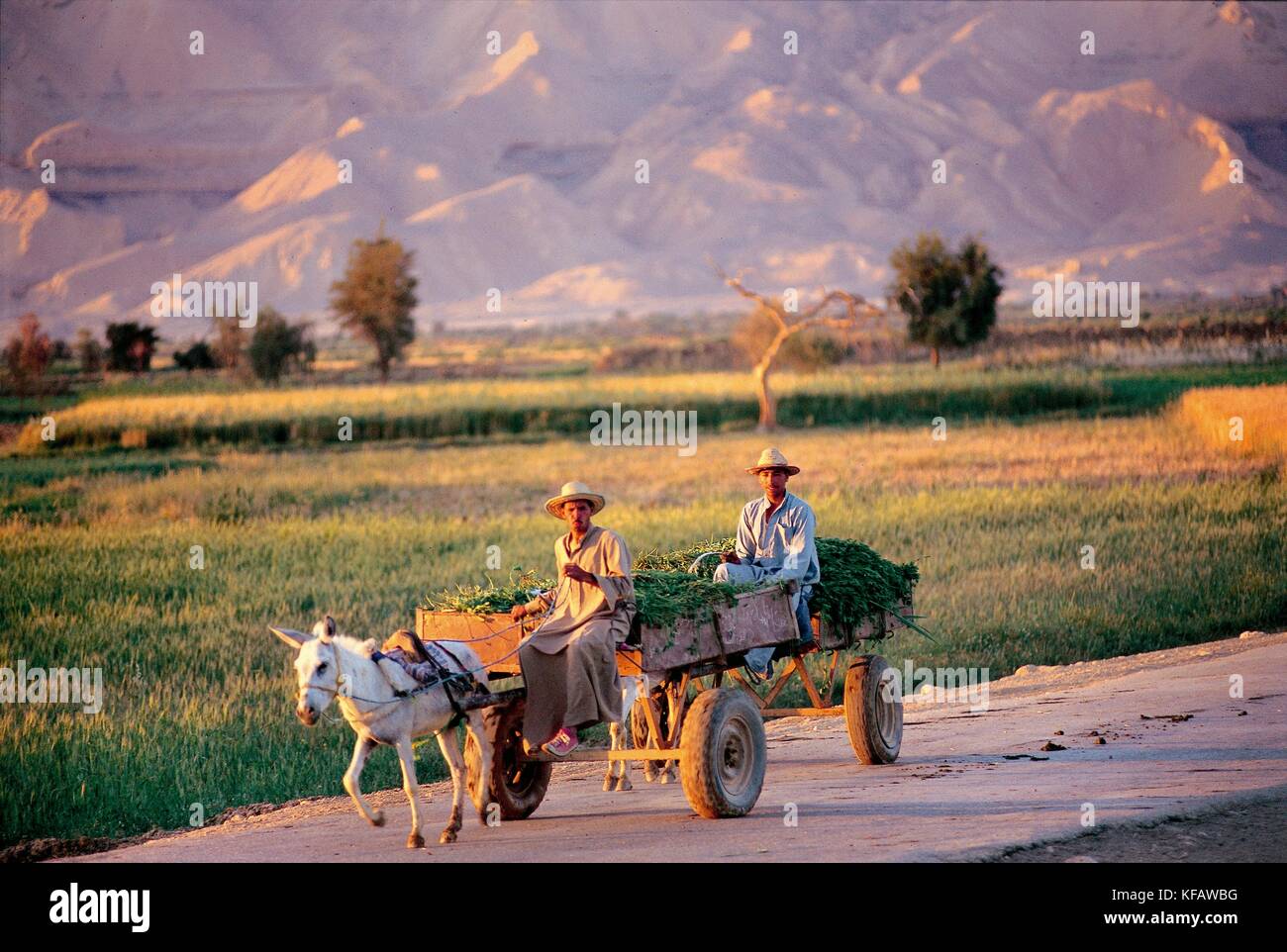 LIBYAN DESERT EGYPT Dakhla Oasis farm cart Stock Photo - Alamy