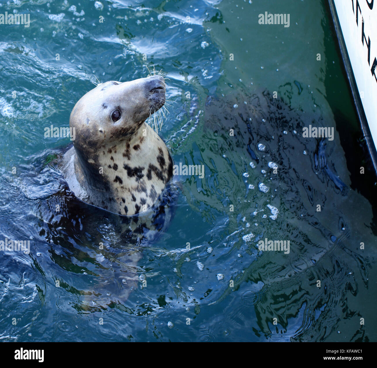 Chatham fish pier hi-res stock photography and images - Alamy