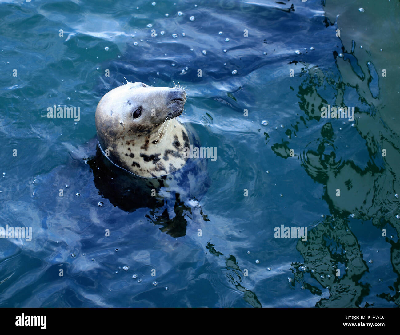 Close-up of female grey seal (Halichoerus grypus atlantica) begging for ...