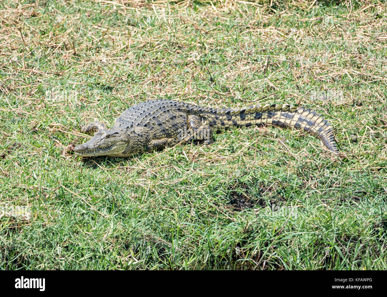 A Nile Crocodile resting on a riverbank in the Namibian savanna Stock ...