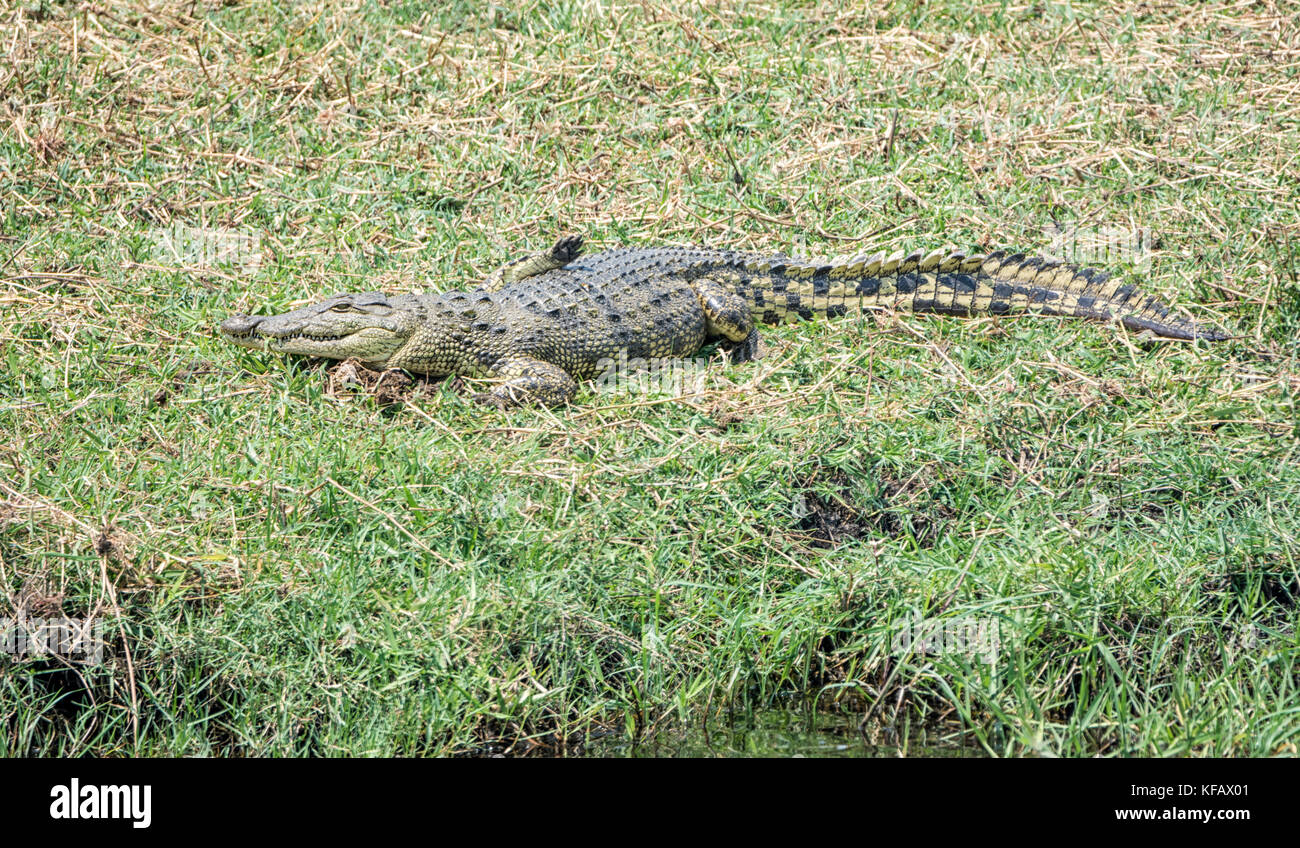 A Nile Crocodile resting on a riverbank in the Namibian savanna Stock ...