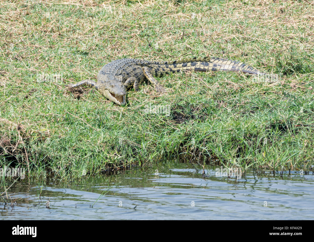 A Nile Crocodile resting on a riverbank in the Namibian savanna Stock ...