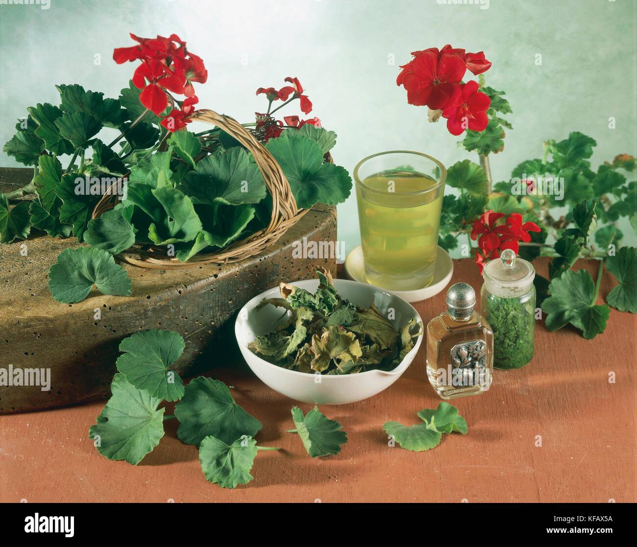 Still Life, Geranium (Pelargonium graveolens), use Stock Photo - Alamy
