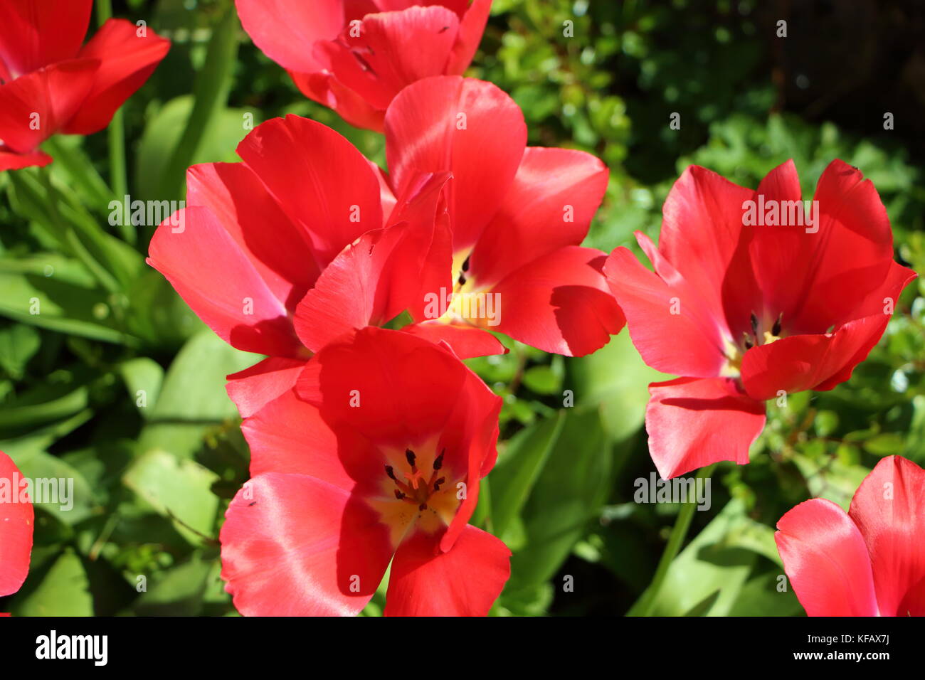 Red flowers of tulips in a garden during spring Stock Photo - Alamy