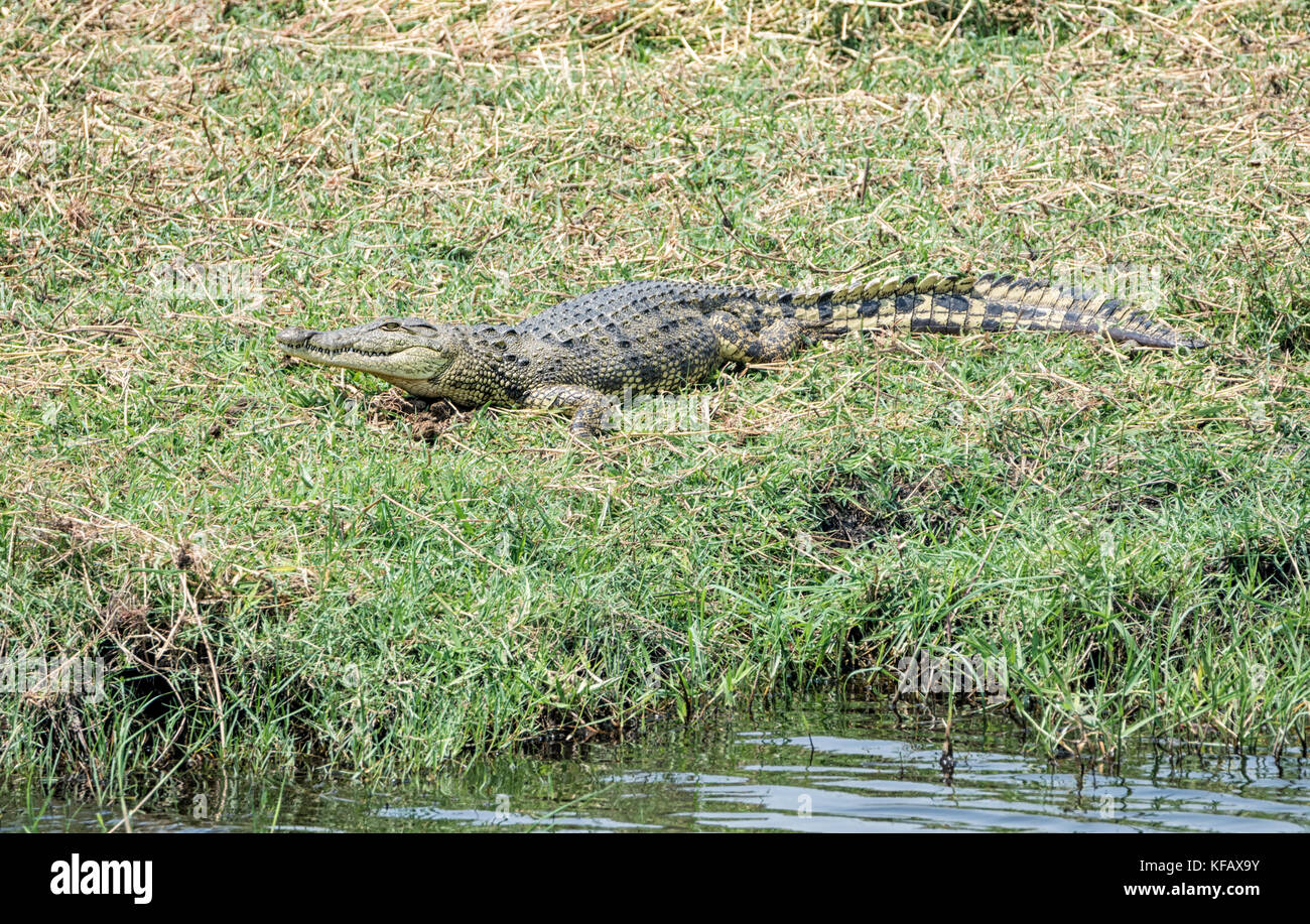 A Nile Crocodile resting on a riverbank in the Namibian savanna Stock ...