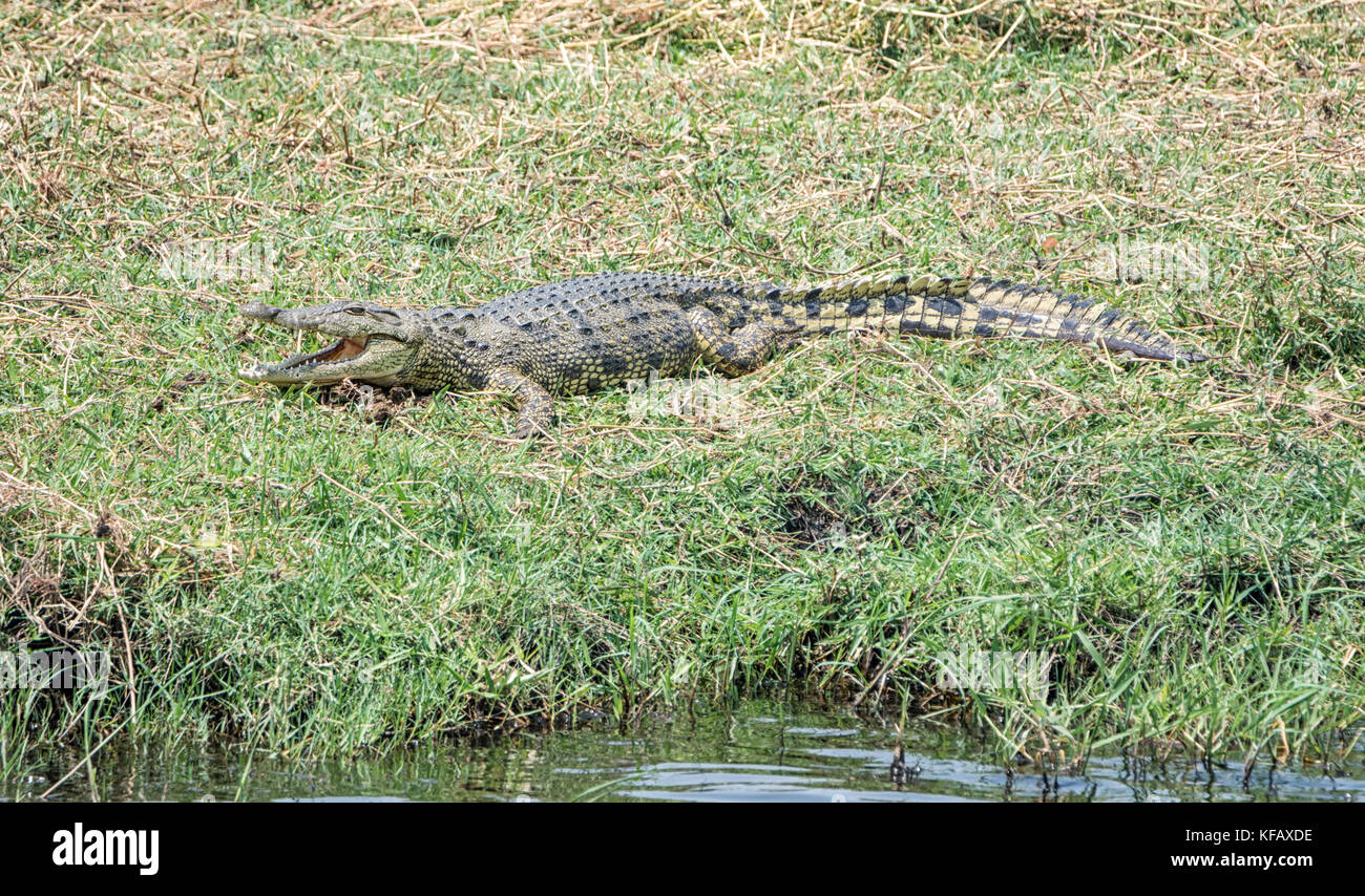 A Nile Crocodile resting on a riverbank in the Namibian savanna Stock ...