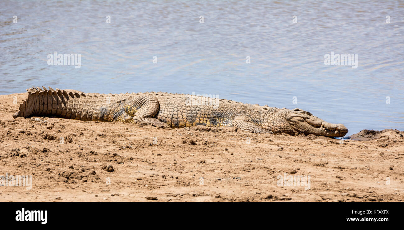 A Nile Crocodile resting on a riverbank in the Namibian savanna Stock ...