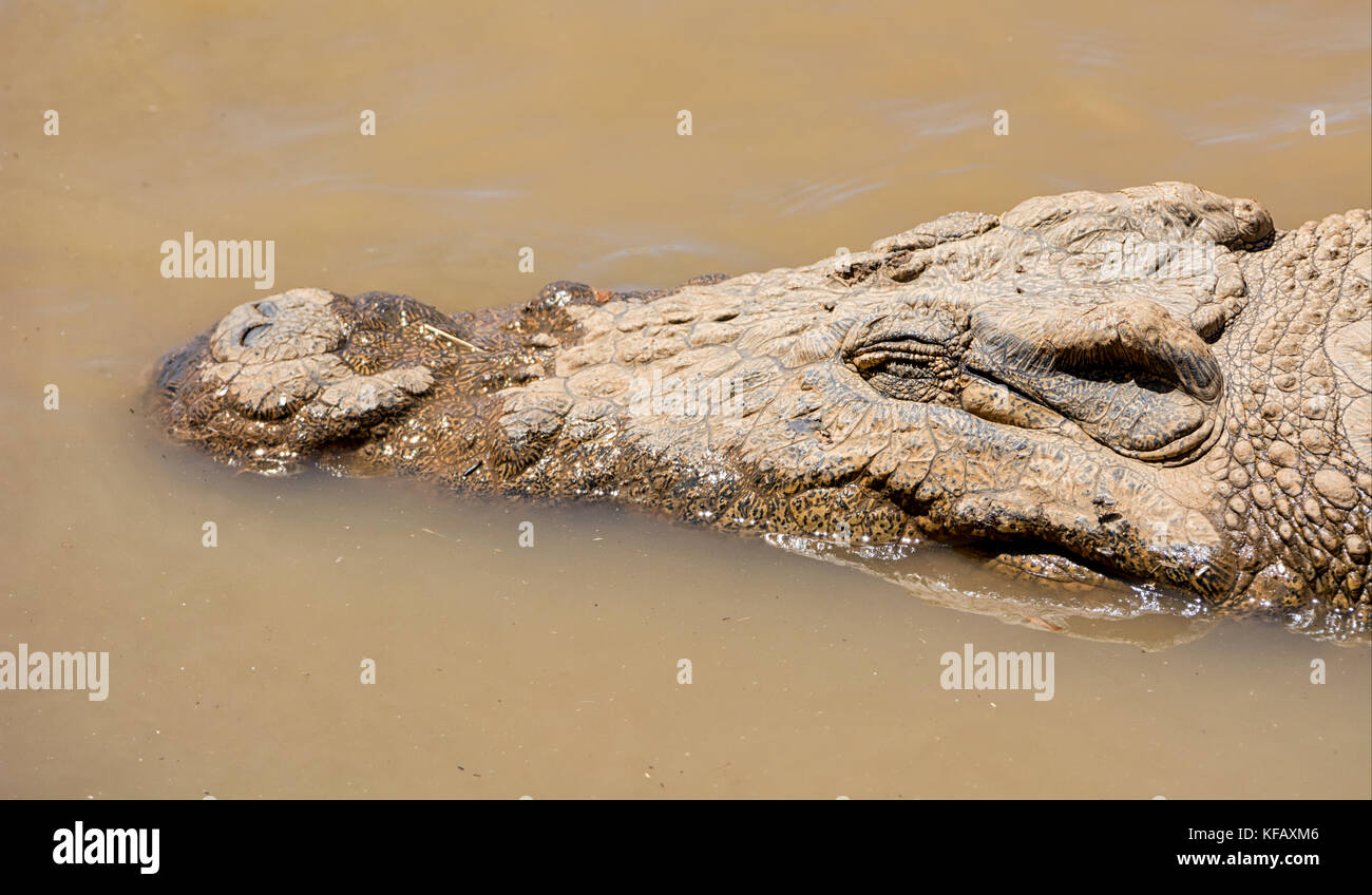 A Nile Crocodile resting in the water next to a riverbank in the ...