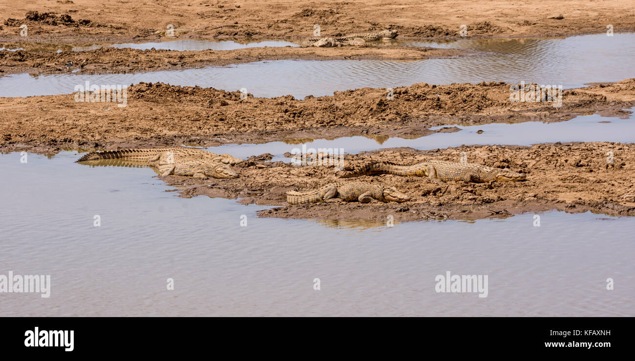 A Nile Crocodile resting on a riverbank in the Namibian savanna Stock ...