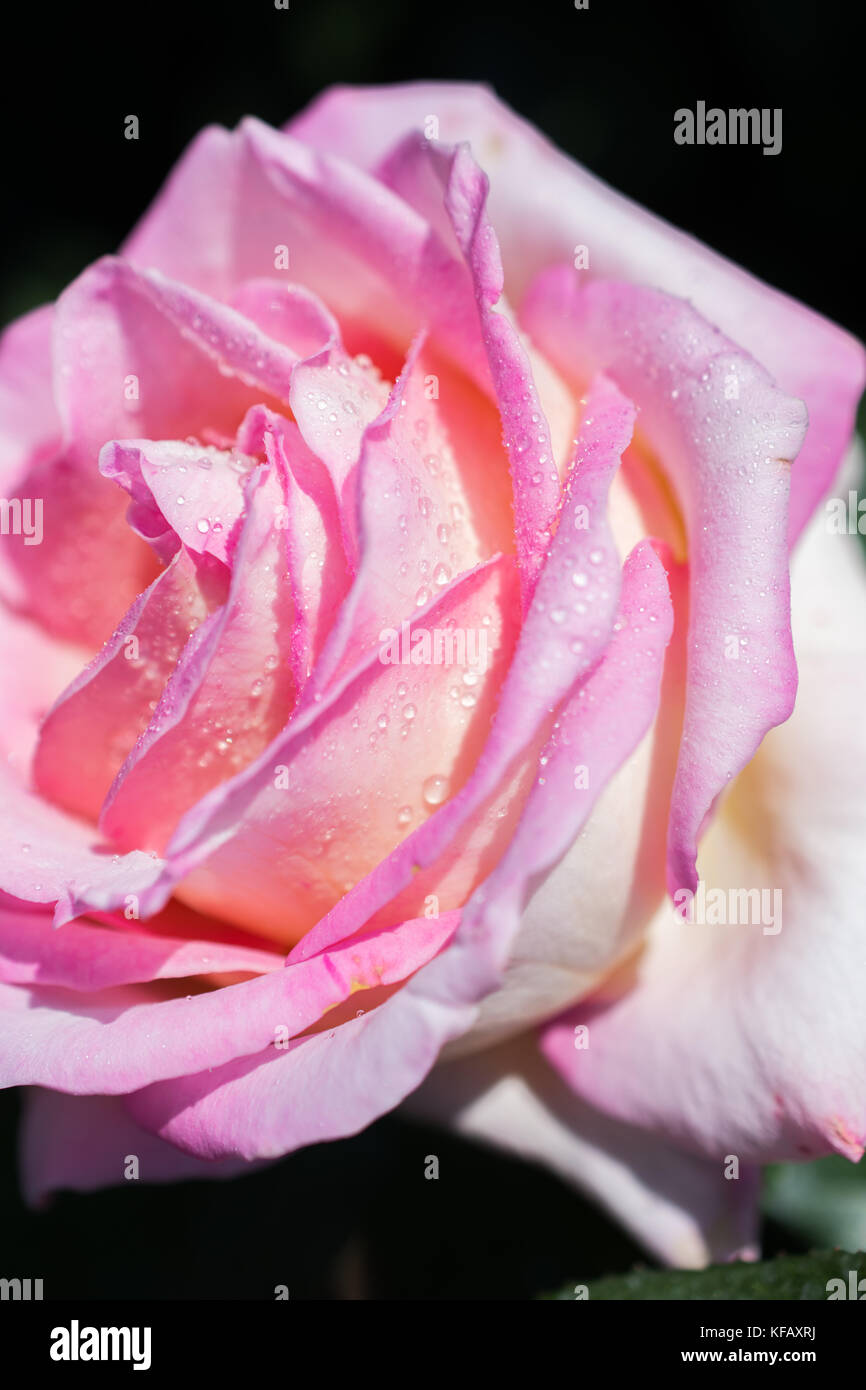 Beautiful fresh roses in close up view Stock Photo - Alamy
