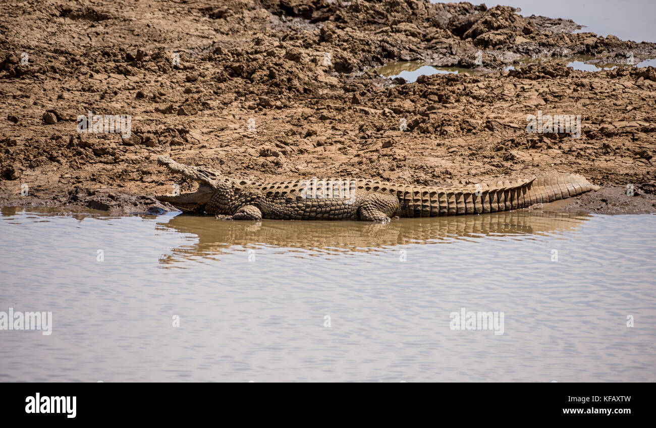 A Nile Crocodile resting on a riverbank in the Namibian savanna Stock ...