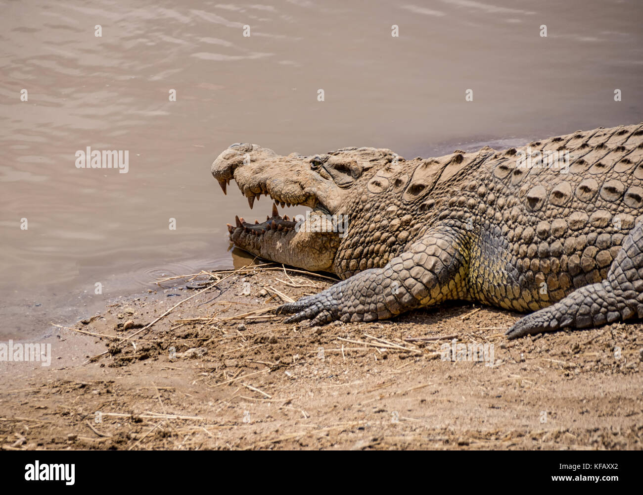 Namibian reptile hi-res stock photography and images - Alamy