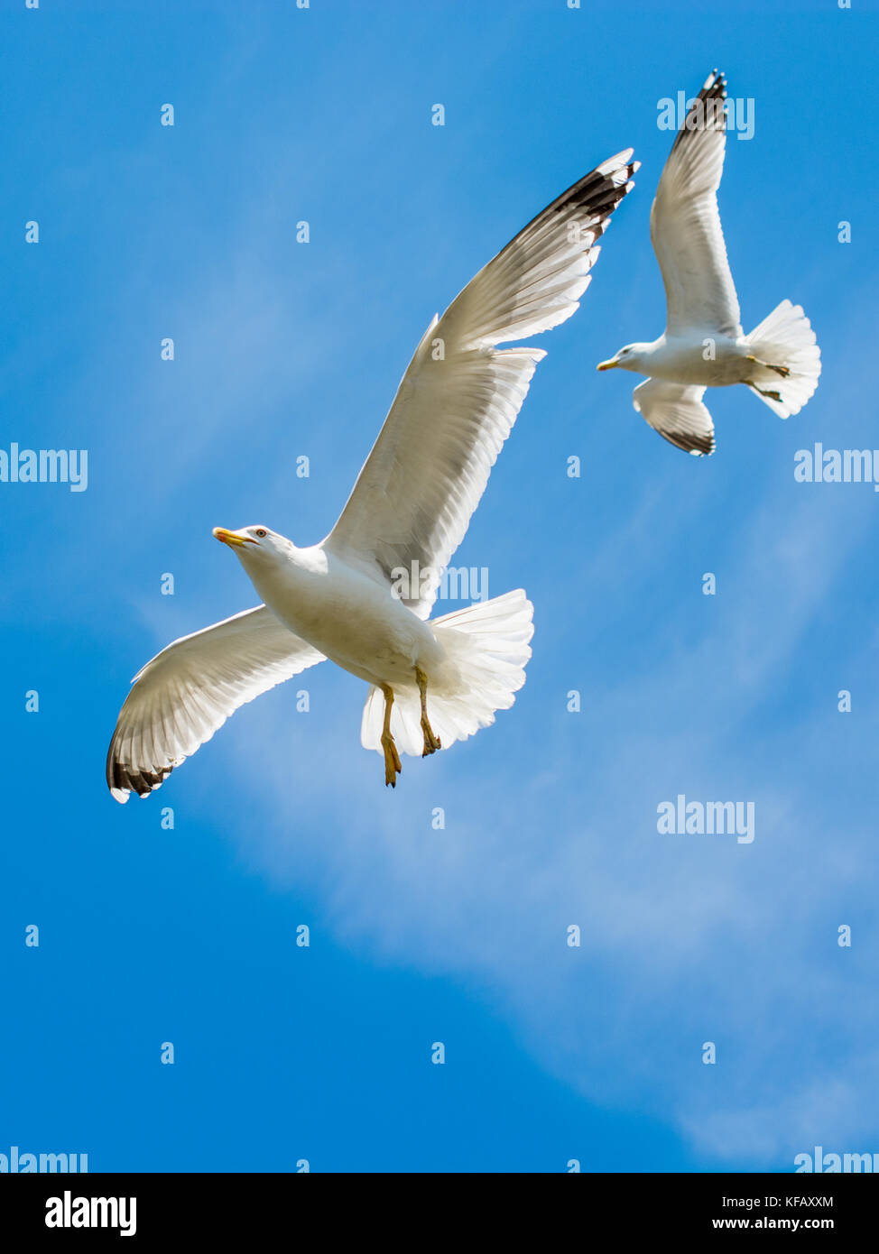 Two seagulls flying in a sky as a background Stock Photo - Alamy