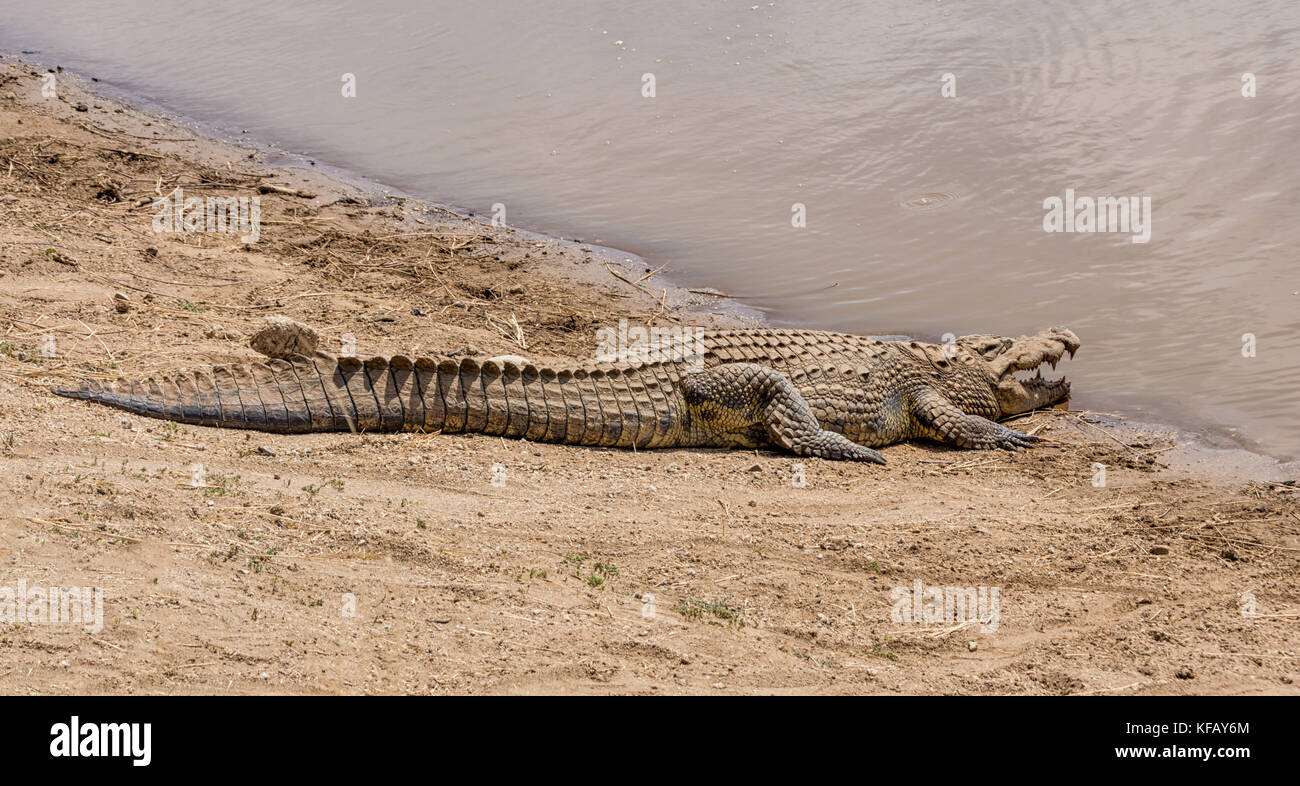 A Nile Crocodile resting on a riverbank in the Namibian savanna Stock ...