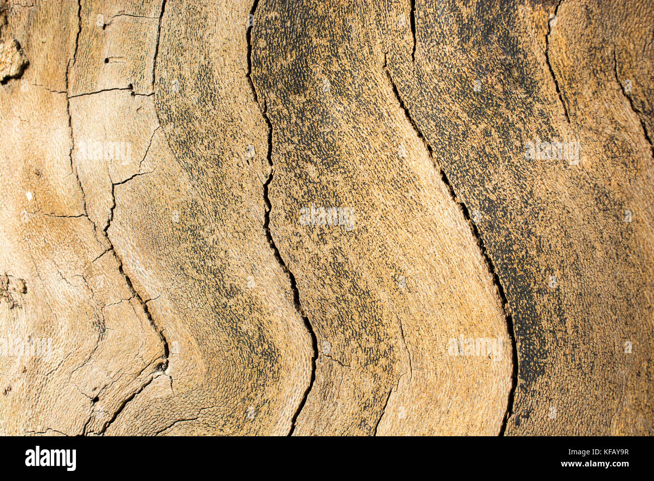 Wood texture with natural patterns as a background Stock Photo - Alamy