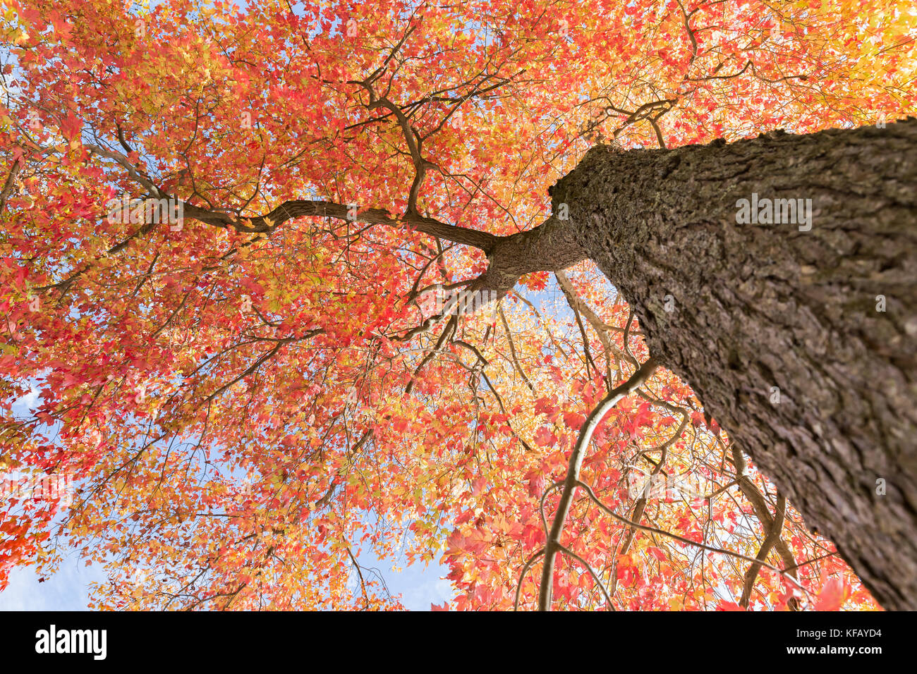 Red maple tree mature hi-res stock photography and images - Alamy