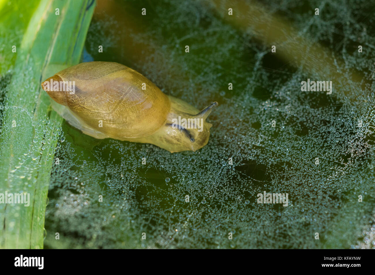 Snail in spider web with dew drops Stock Photo - Alamy