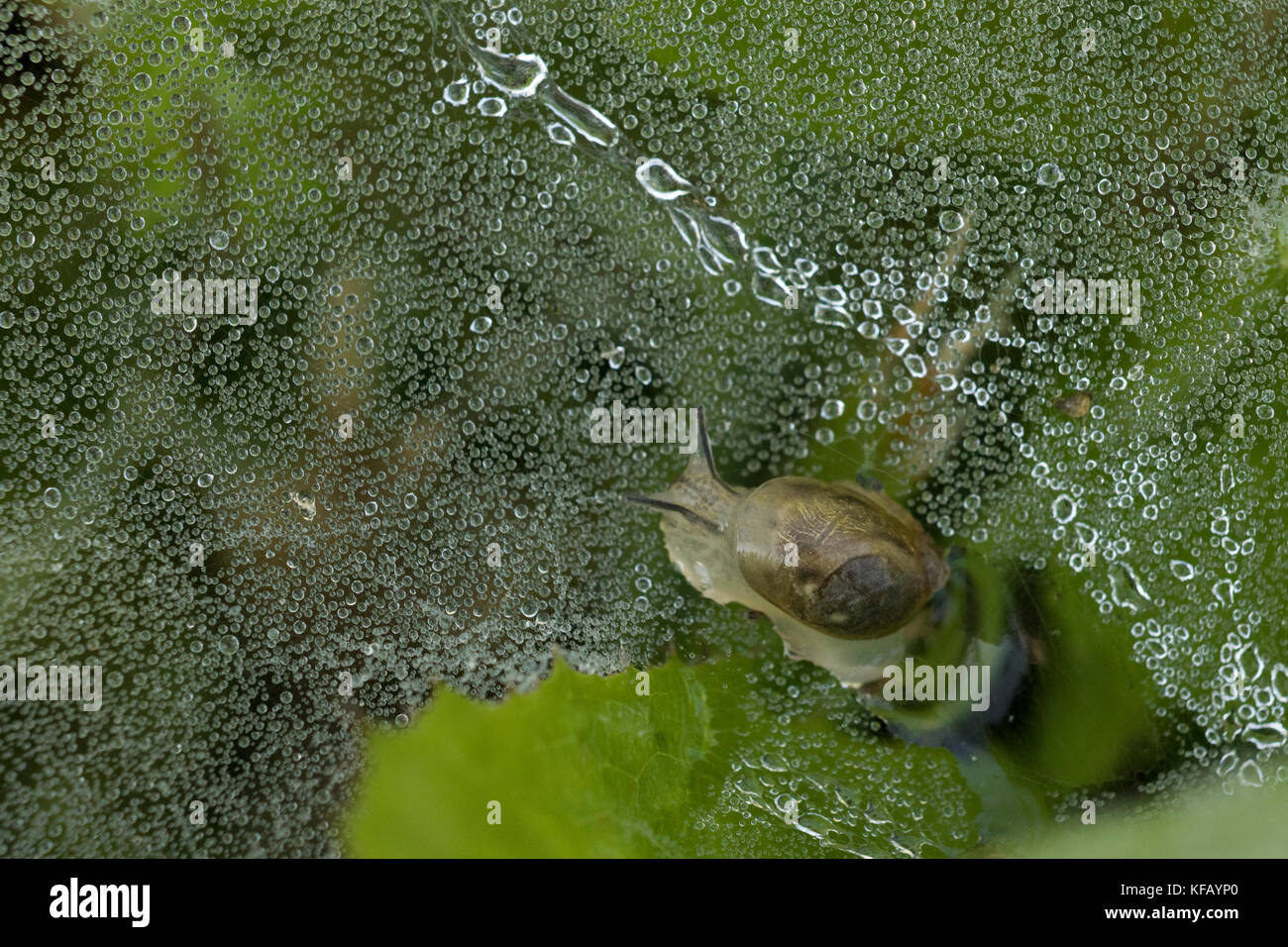 Snail in spider web with dew drops Stock Photo - Alamy