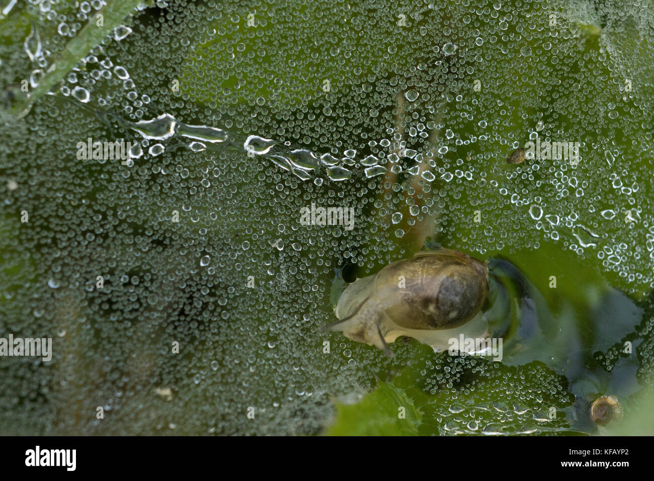 Snail in spider web with dew drops Stock Photo - Alamy